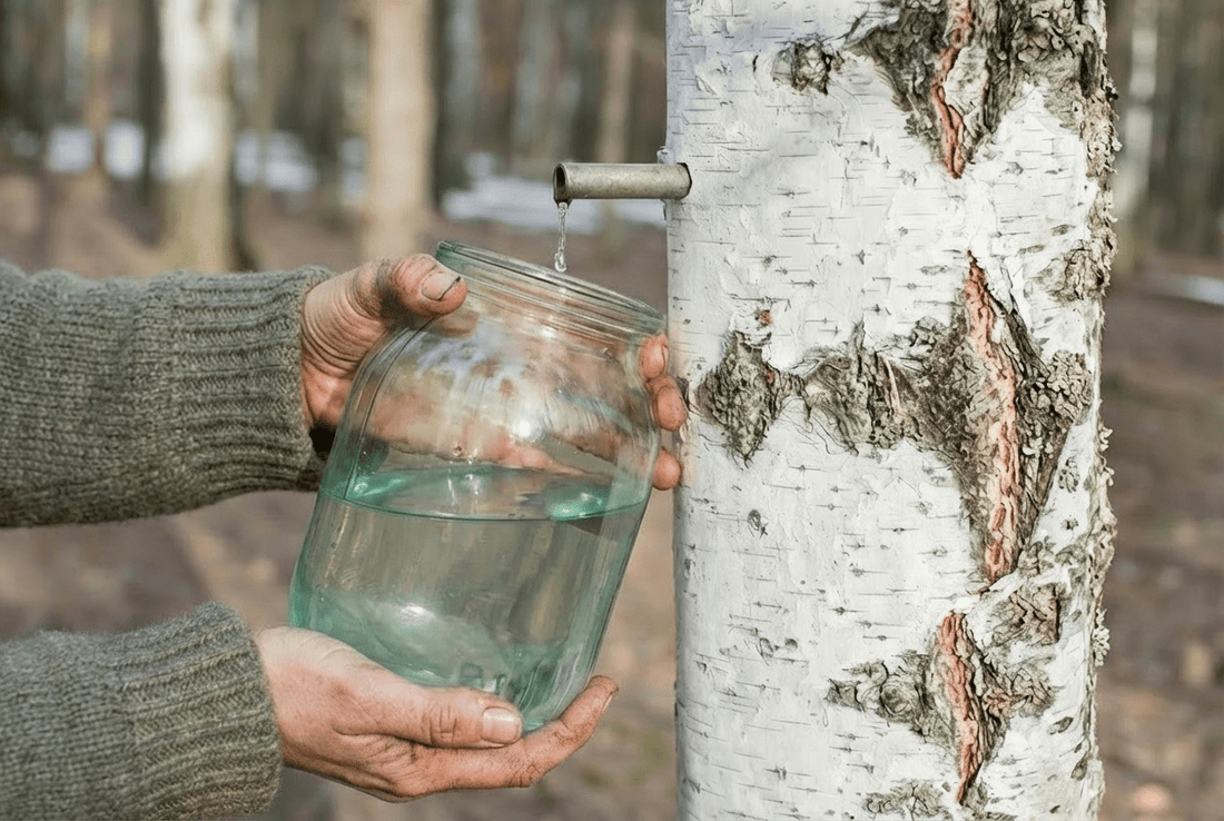 The Sap-Rising Ritual: A Guide to Drinking "Tree Water" – Kootenay Woman