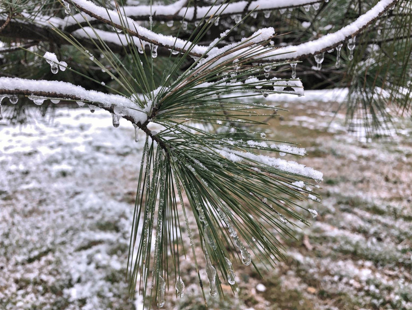White Pine Tea: High Vitamin C, But Only If You Don't Boil It ...